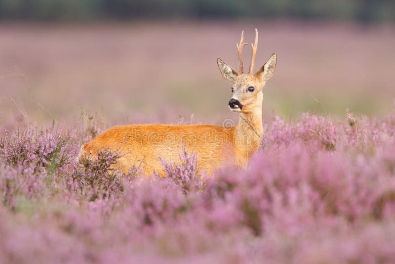 Roe deer stock photo. Image of western, grass, flowers - 26466056