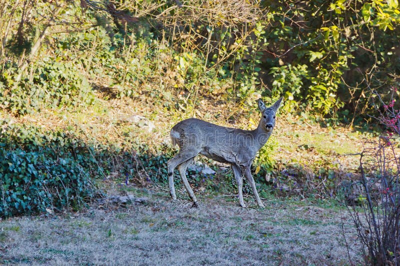 Roe deer tof the window stock image. Image of savanna - 271235737