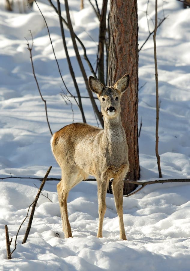 White Tailed Deer stock image. Image of proximity, trust - 3961961
