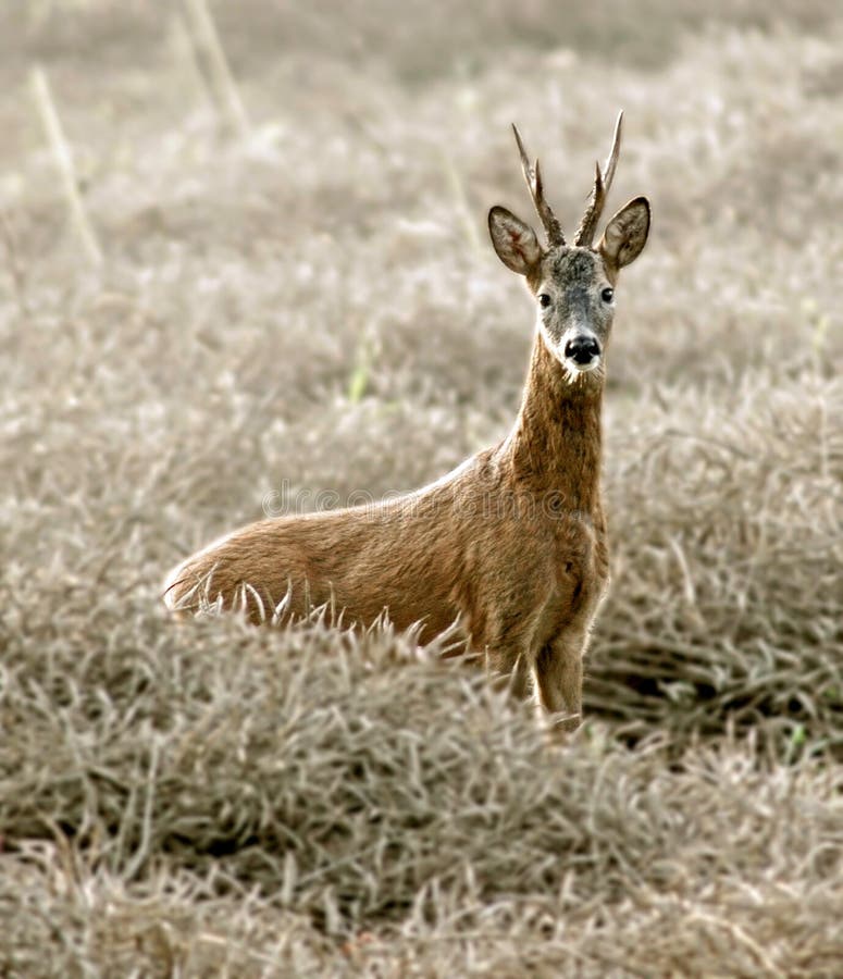 Roe Deer stock image. Image of scotland, deer, antlers, wildlife - 84835