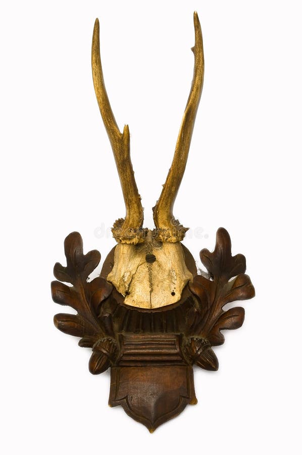 Roe deer antlers. stock photo. Image of catch, scalp - 49415418