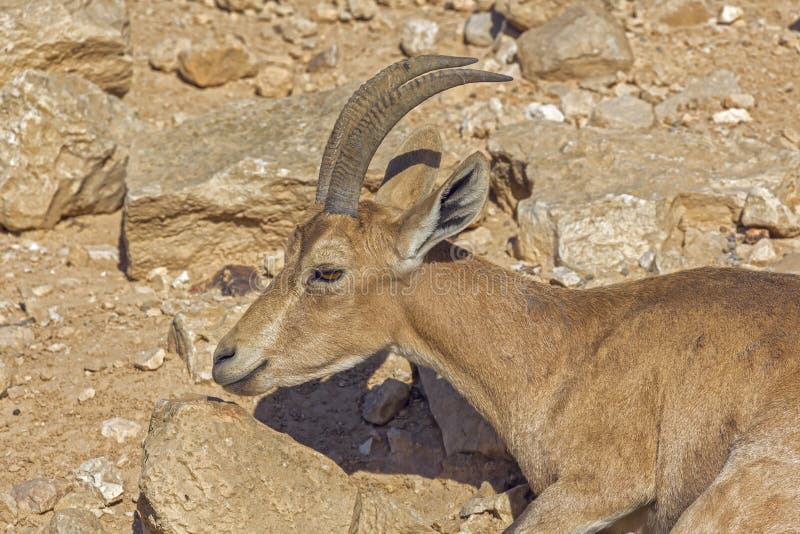 Roe Deer in the Arid Desert. Stock Image - Image of israel, outdoor ...