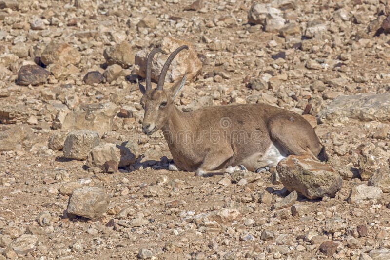 Roe Deer in the Arid Desert. Stock Photo - Image of deer, wildlife ...