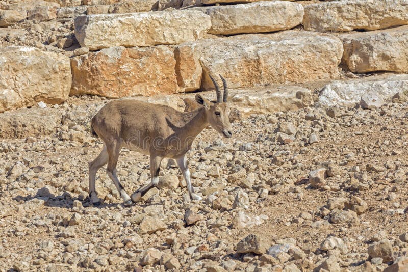 Roe Deer in the Arid Desert. Stock Photo - Image of break, wildlife ...