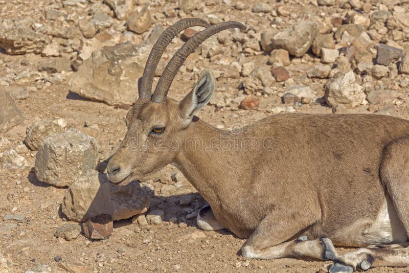 Roe Deer in the Arid Desert. Stock Photo - Image of nature, deer: 74902658