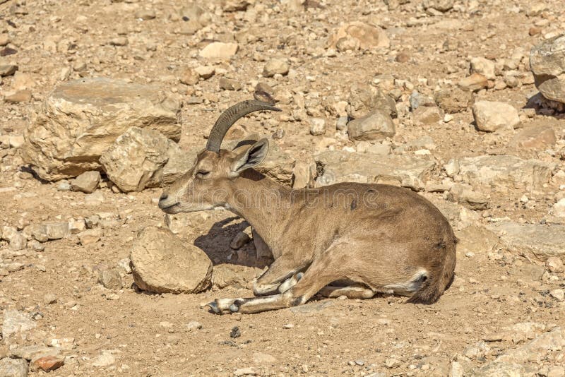 Roe Deer in the Arid Desert. Stock Image - Image of mammal, desert ...