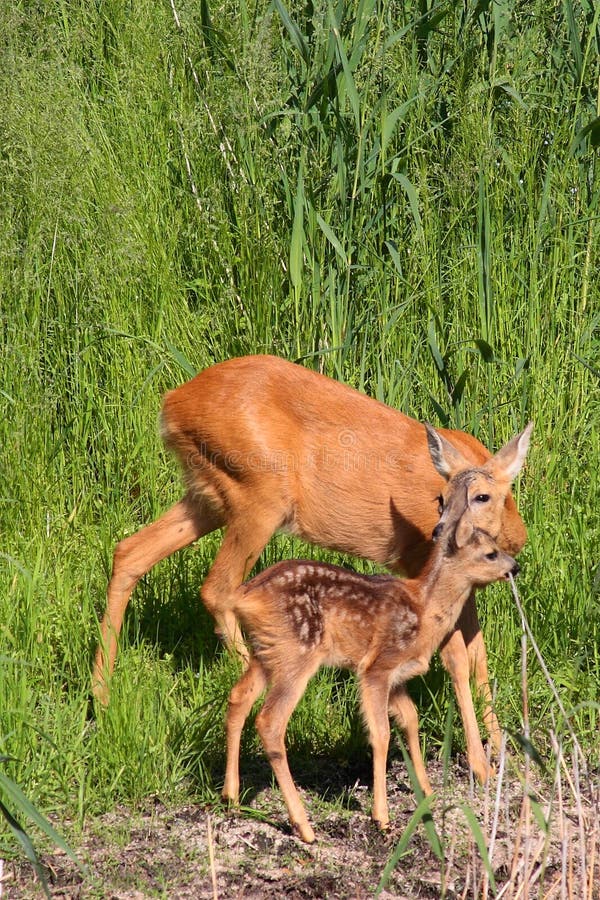 Roe-deer with baby stock image. Image of wood, wildlife - 25366489