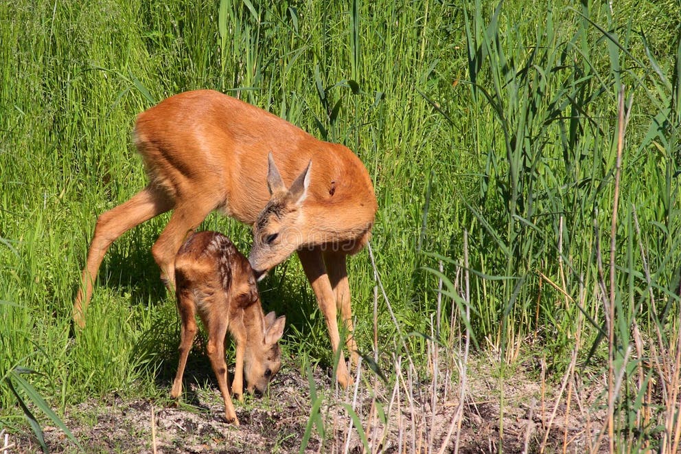 Roe-deer with baby stock photo. Image of wildlife, summer - 25366542