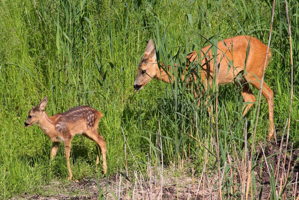 Roe-deer with baby stock image. Image of field, forest - 25366607