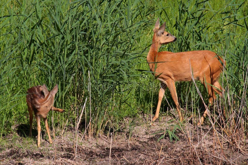 Roe-deer with baby stock image. Image of horn, wildlife - 25366695