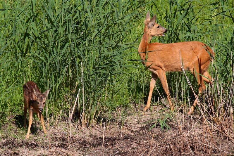Roe-deer with baby stock image. Image of summer, wood - 25366709
