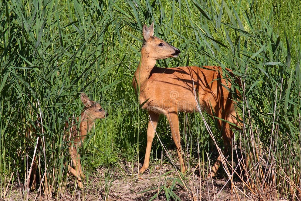Roe-deer with baby stock photo. Image of wildlife, horn - 25366732