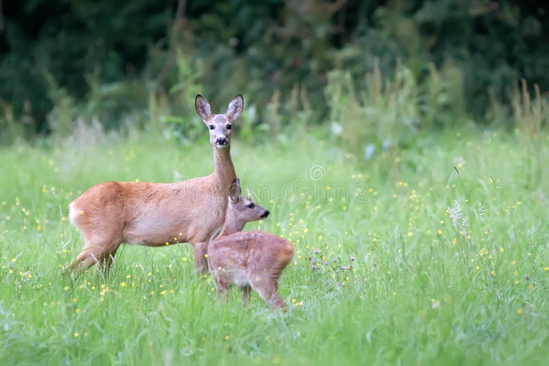 Roe-deer with baby stock photo. Image of wildlife, summer - 25366542