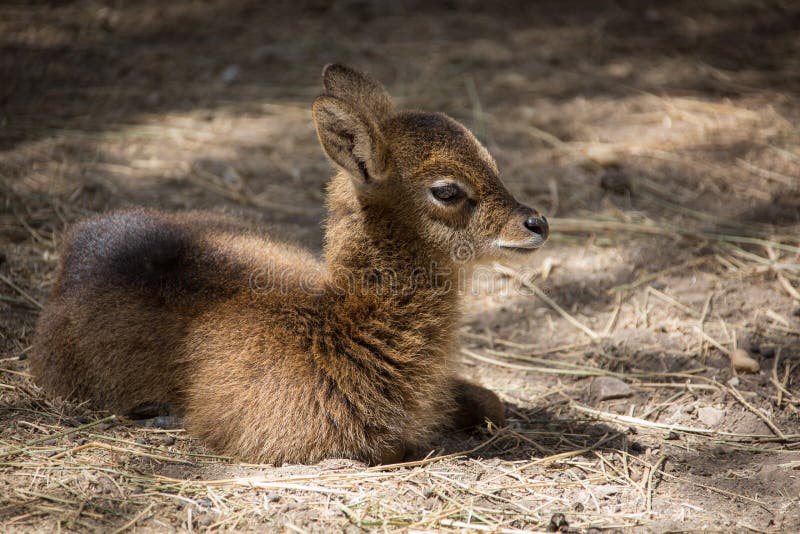 Roe-deer with baby stock photo. Image of wildlife, summer - 25366542