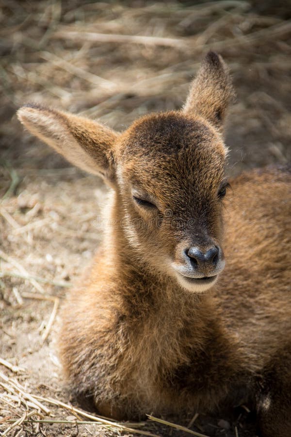 Roe deer baby stock photo. Image of baby, wildlife, fawn - 36632874