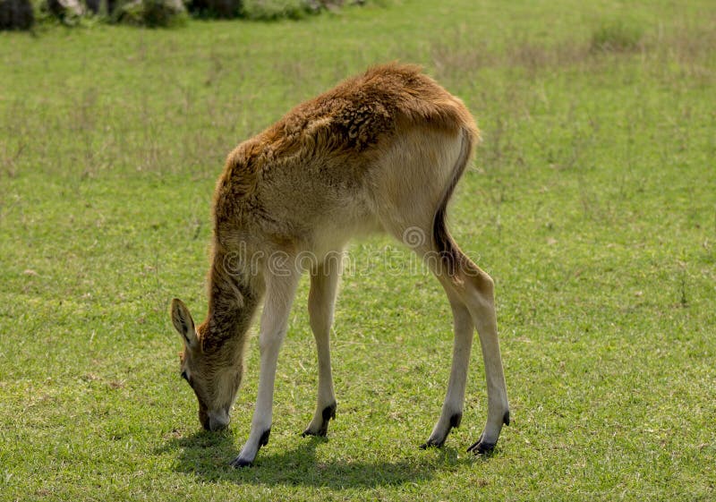 Roe Deer Baby Playing in the Field Stock Photo - Image of capreolus ...