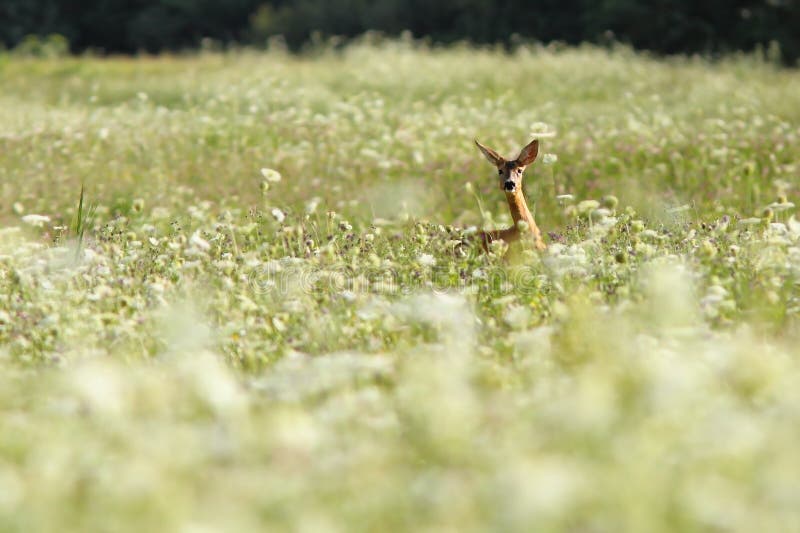 Roe deer in big grass stock image. Image of brown, hunting - 64388889