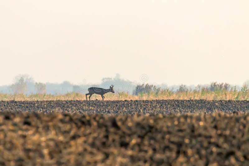 Roe Deer Buck Autumn Capreolus Capreolus Wild Deer in Nature Stock ...