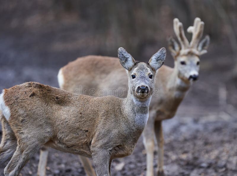 Roe deer and buck stock photo. Image of herd, group - 174835860