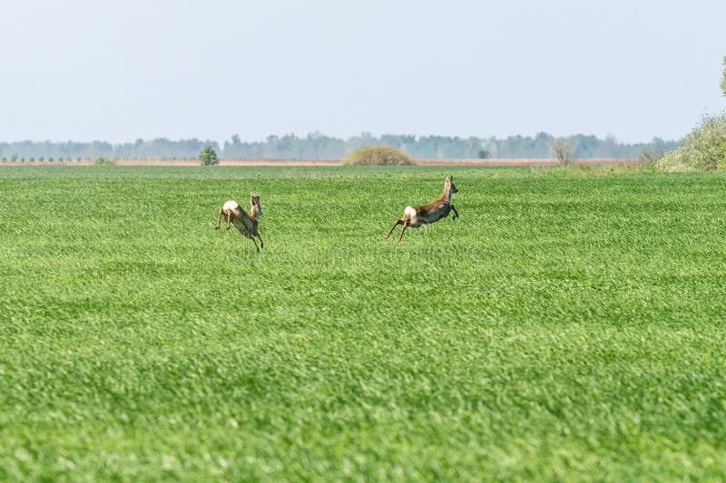 Roe Deer Buck Jump in Wheat Field. Roe Deer Wildlife Stock Photo ...