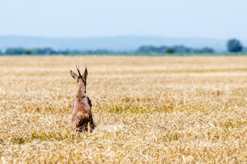 Roe Deer Buck Jump in Wheat Field. Roe Deer Wildlife Stock Photo ...