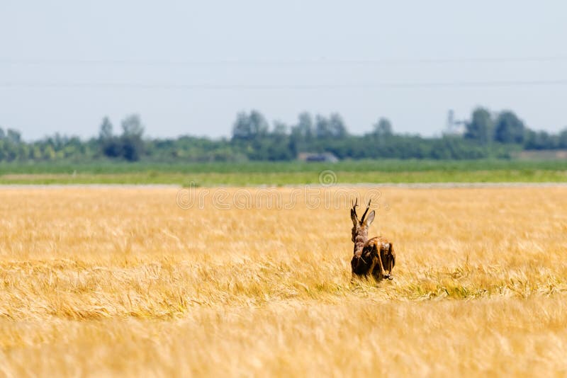 Roe Deer Buck Jump in Wheat Field. Roe Deer Wildlife Stock Photo ...