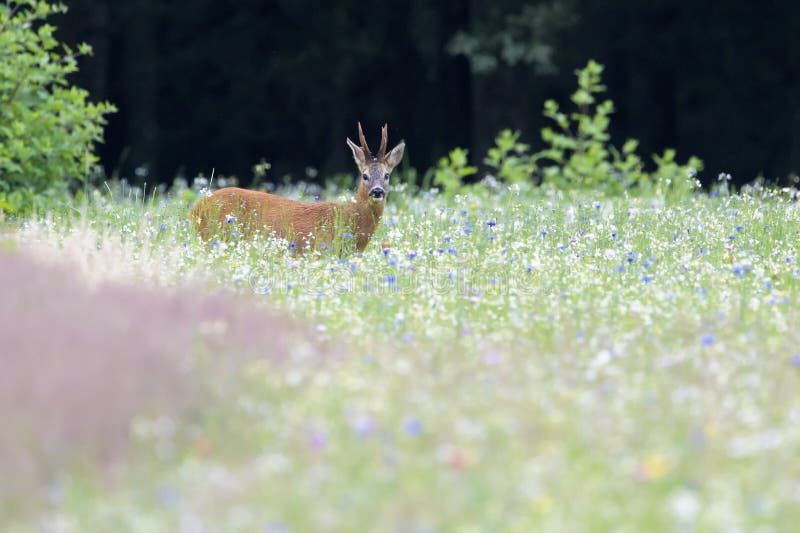 Roe Deer Buck in Spring Meadow Stock Image - Image of stand, wildlife ...