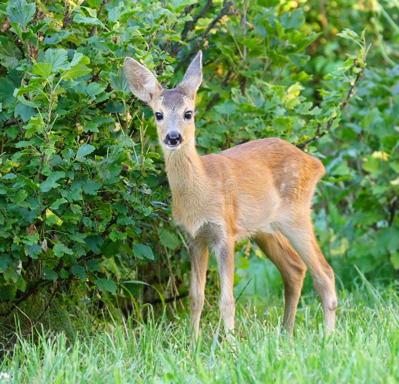 Roe Deer ( Capreolus Capreolus) Stock Photo - Image of branch, reserve ...