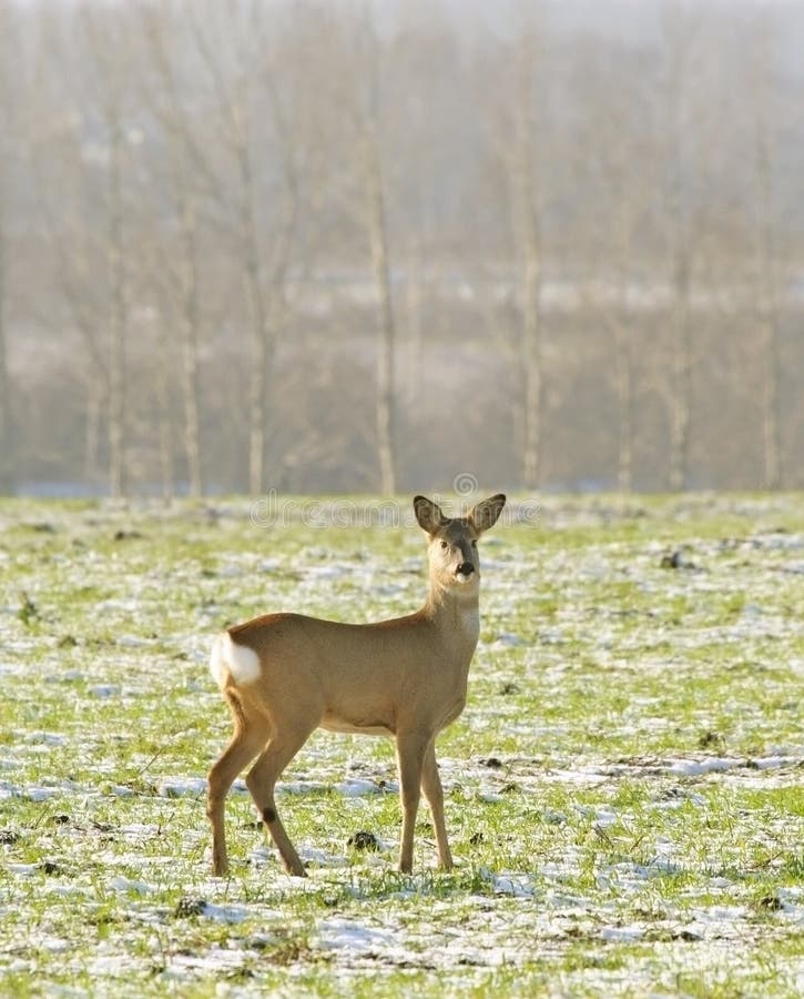 Roe Deer ( Capreolus Capreolus ) Stock Image - Image of rural, beast ...