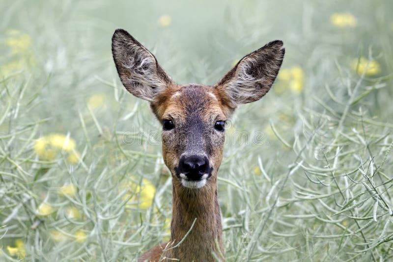 Roe Deer, Capreolus Capreolus Stock Photo - Image of ears, deer: 32596052
