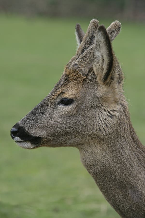 Roe Deer, Capreolus Capreolus Stock Photo - Image of capreolus, mammal ...