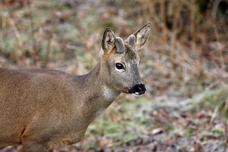 Roe Deer, Capreolus Capreolus Stock Photo - Image of woodland, deer ...