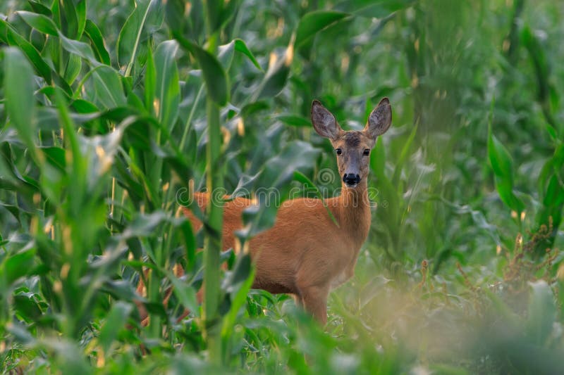 733 Deer Corn Field Stock Photos - Free & Royalty-Free Stock Photos ...