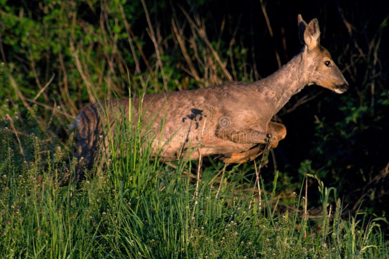 135 Doe Leaping Stock Photos - Free & Royalty-Free Stock Photos from ...