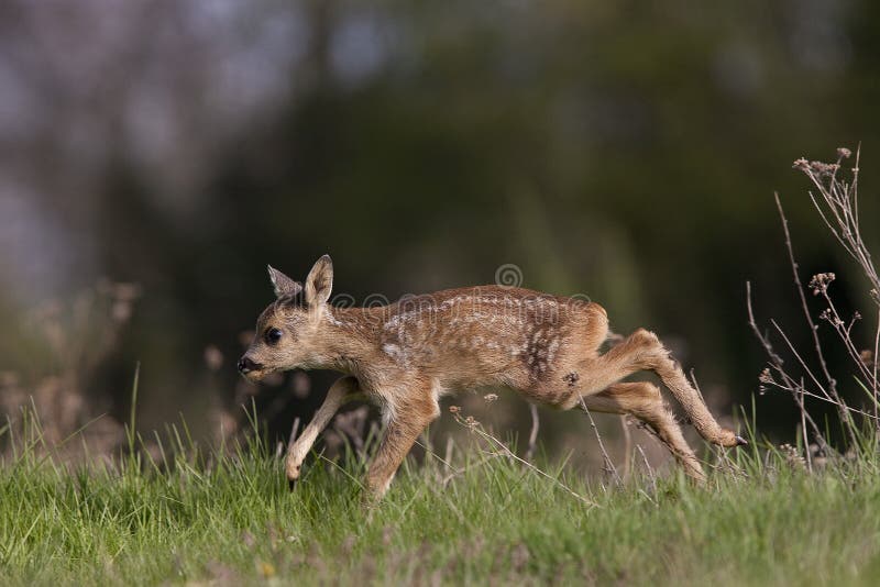 Roe Deer, Capreolus Capreolus, Fawn Running through Meadow, Normandy ...