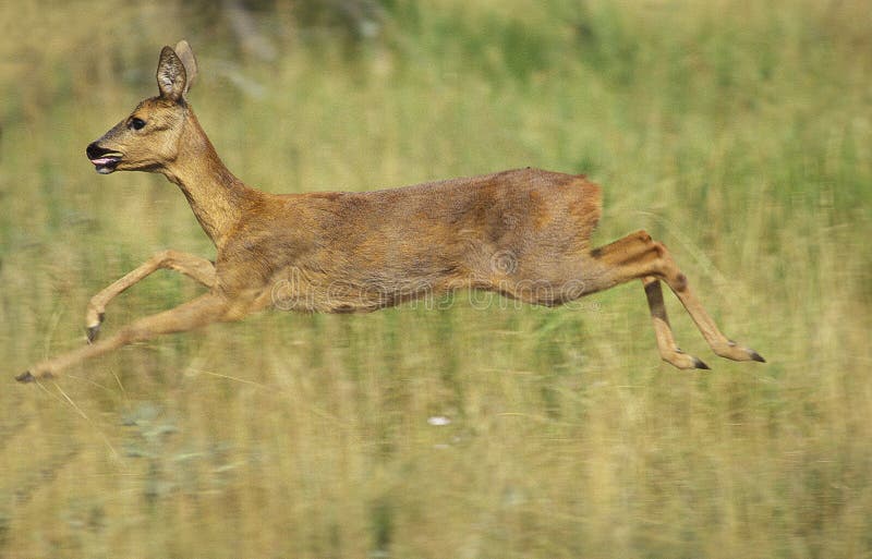 1,363 Female Deer Running Stock Photos - Free & Royalty-Free Stock ...