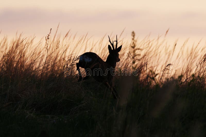 Roe Deer (Capreolus Capreolus) Male Running in the Field at Sunrise ...