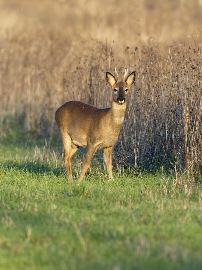 Roe Deer, Capreolus Capreolus Stock Image - Image of bird, britain ...