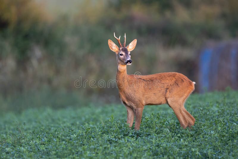 Roe Deer Capreolus Capreolus Standing Stock Photo - Image of roebuck ...