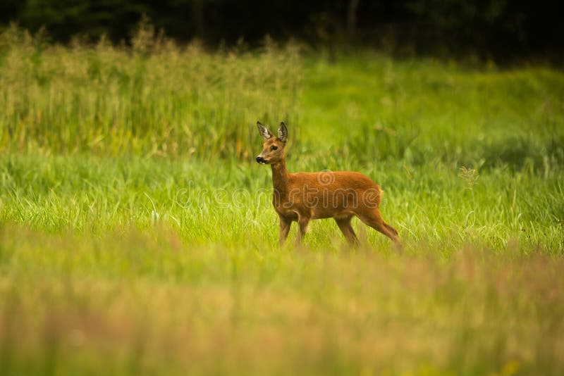 The Roe Deer Capreolus Capreolus she`s Coming Around Stock Image ...