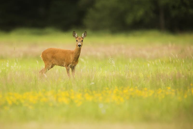 The Roe Deer Capreolus Capreolus Standing in the Pasture Stock Photo ...