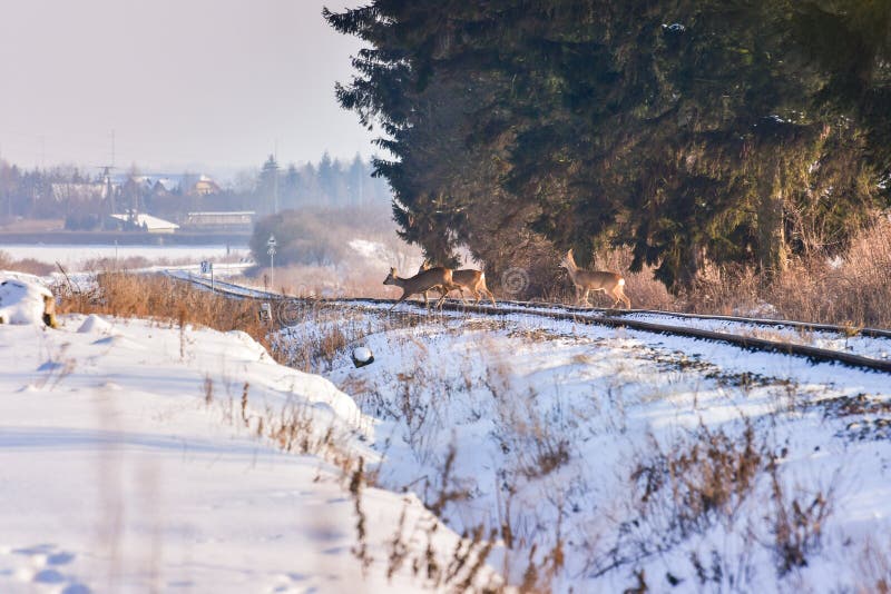Roe Deer Cross the Railroad Tracks, Winter Landscape Stock Photo ...