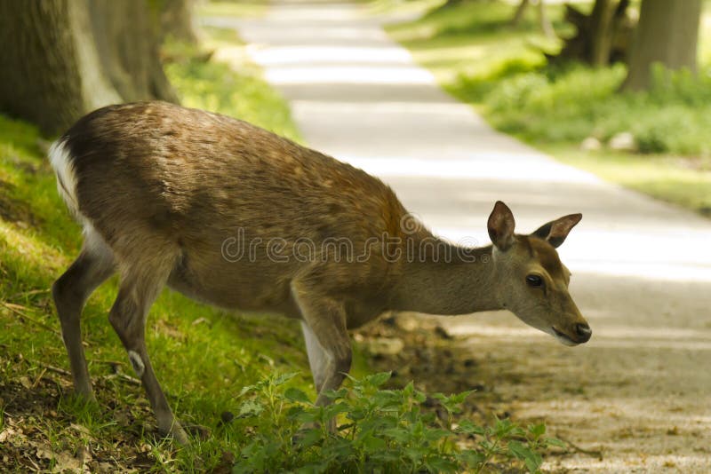 Roe deer crossing a road stock image. Image of countryside - 25886677