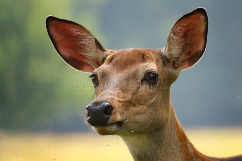 Face Roe Deer Doe with Blur Background Stock Photo - Image of face ...