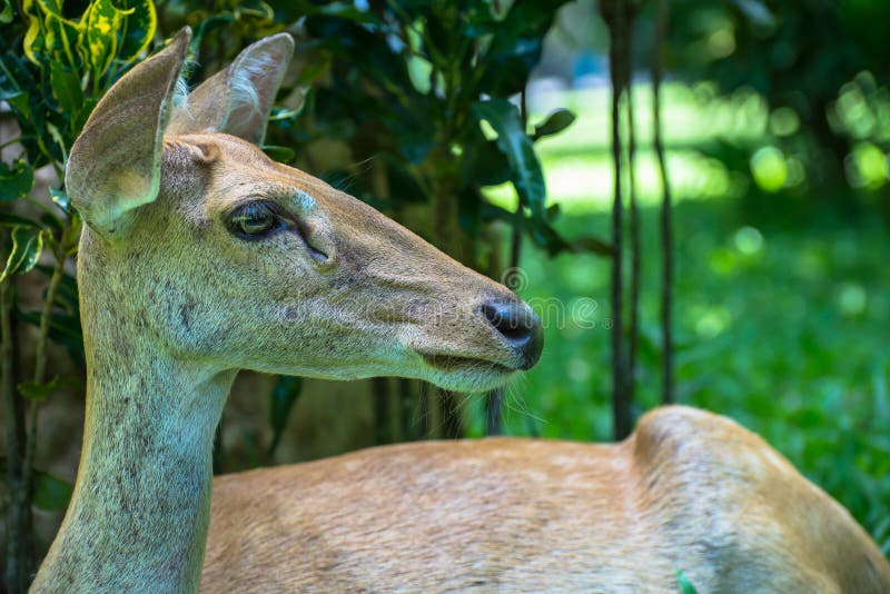 Roe deer doe stock photo. Image of stag, park, animal - 31930436