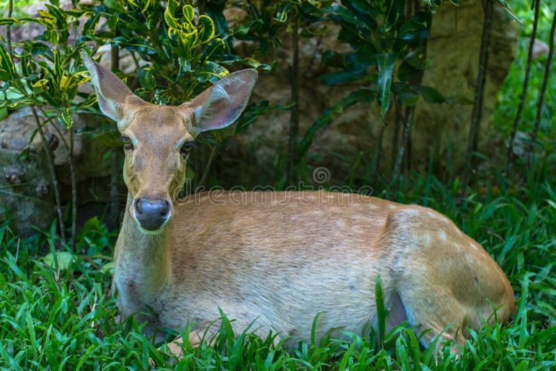 Roe deer doe stock image. Image of animals, stag, crowd - 31930473