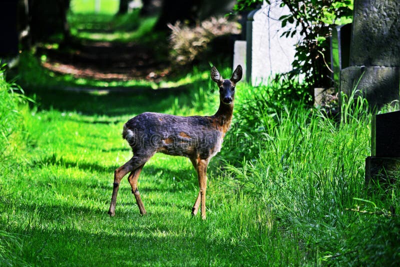 Roe deer doe stock photo. Image of outdoor, female, meadow - 91712722