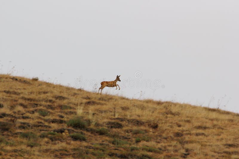 Roe deer doe running stock image. Image of deer, wild - 26930751