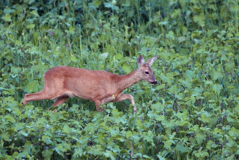 Roe deer doe walking stock photo. Image of ears, animal - 34266312