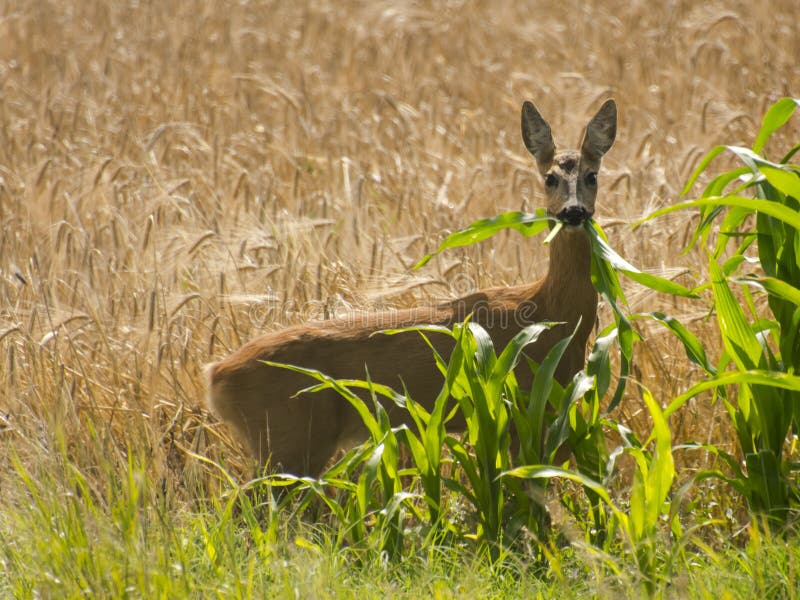 Roe Deer is Eating the Leaf of Corn Stock Photo - Image of hoofed, deer ...